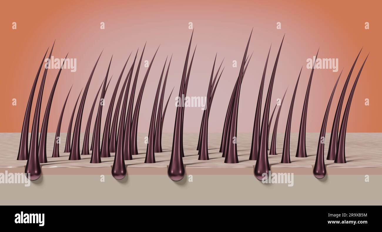 Healthy hair follicles and skin under microscope - 3D illustration ...