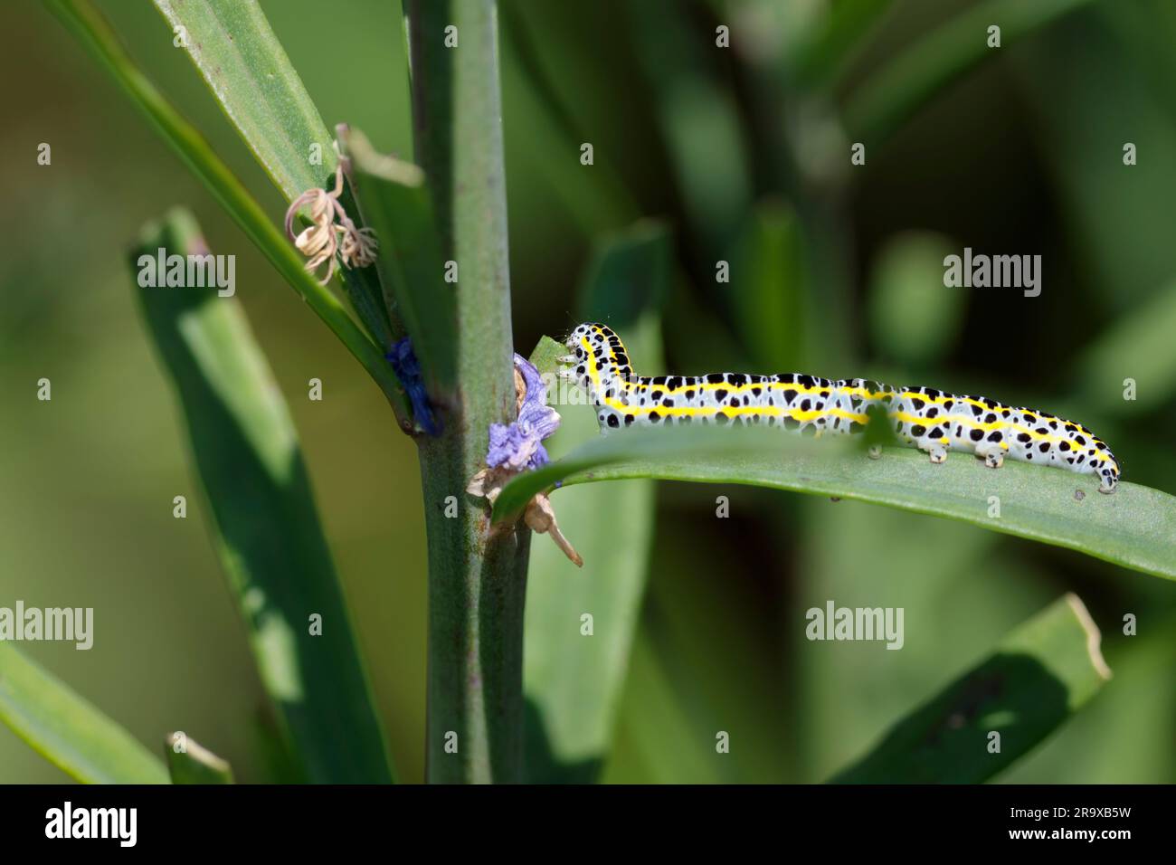Mullein moth (Cucullia verbasci) caterpillar feeding on purple toadflux ...
