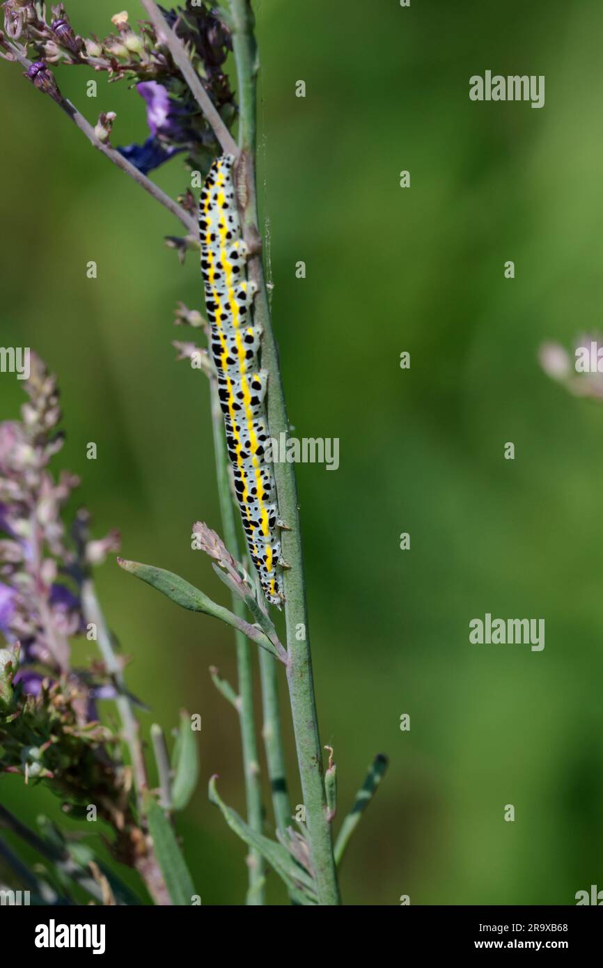 Mullein moth (Cucullia verbasci) caterpillar feeding on purple toadflux ...