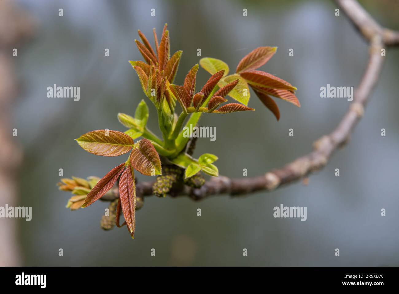 Walnut twig in spring, Walnut tree leaves and catkins close up. Walnut ...