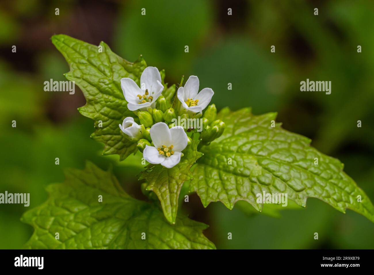 Garlic mustard flowers Alliaria petiolata close up. Alliaria petiolata ...
