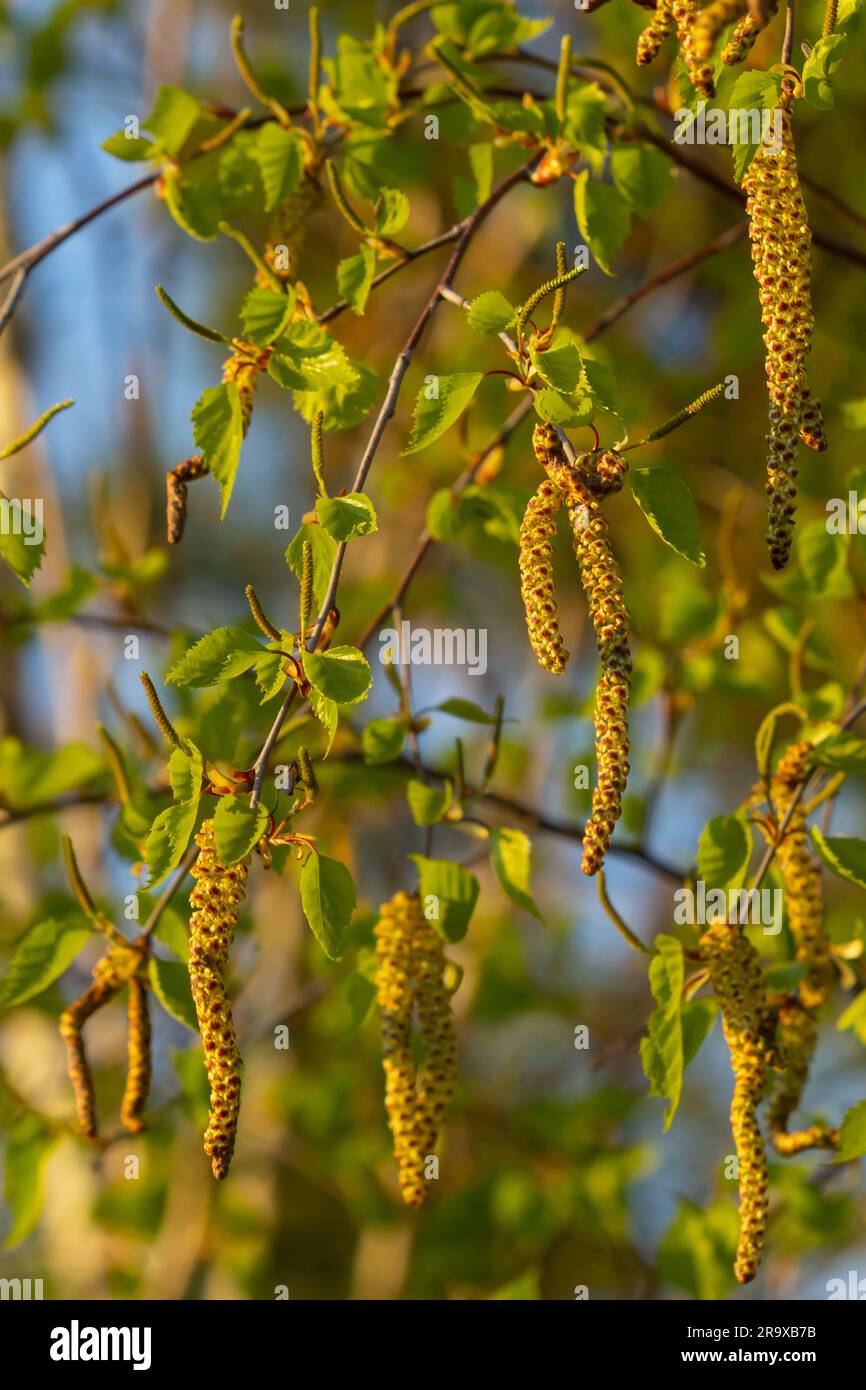 Close up view of flowering yellow catkins on a river birch tree betula ...