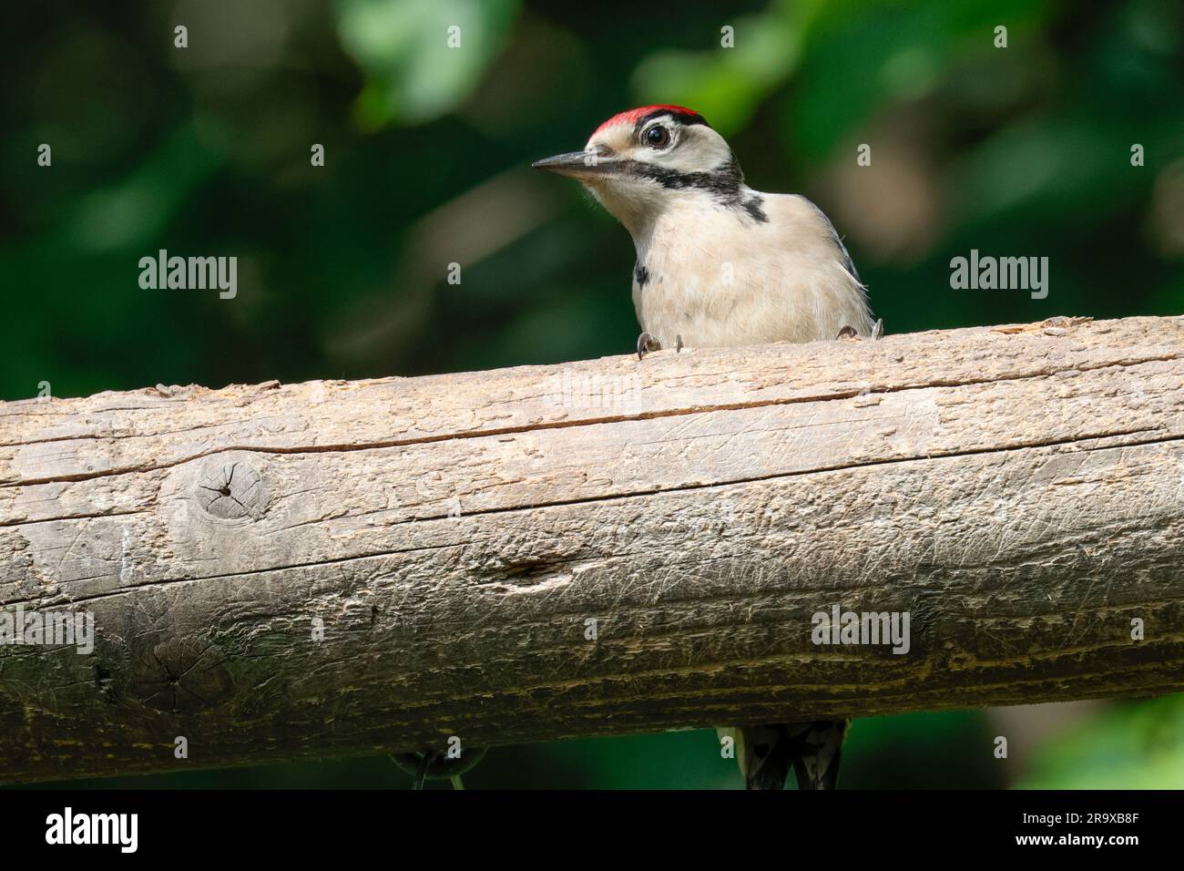 Juvenile great spotted woodpecker Dendrocopus major, black and white ...
