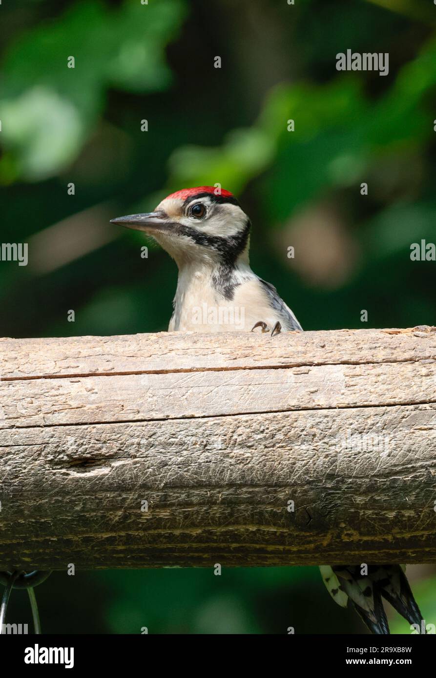 Juvenile great spotted woodpecker Dendrocopus major, black and white ...