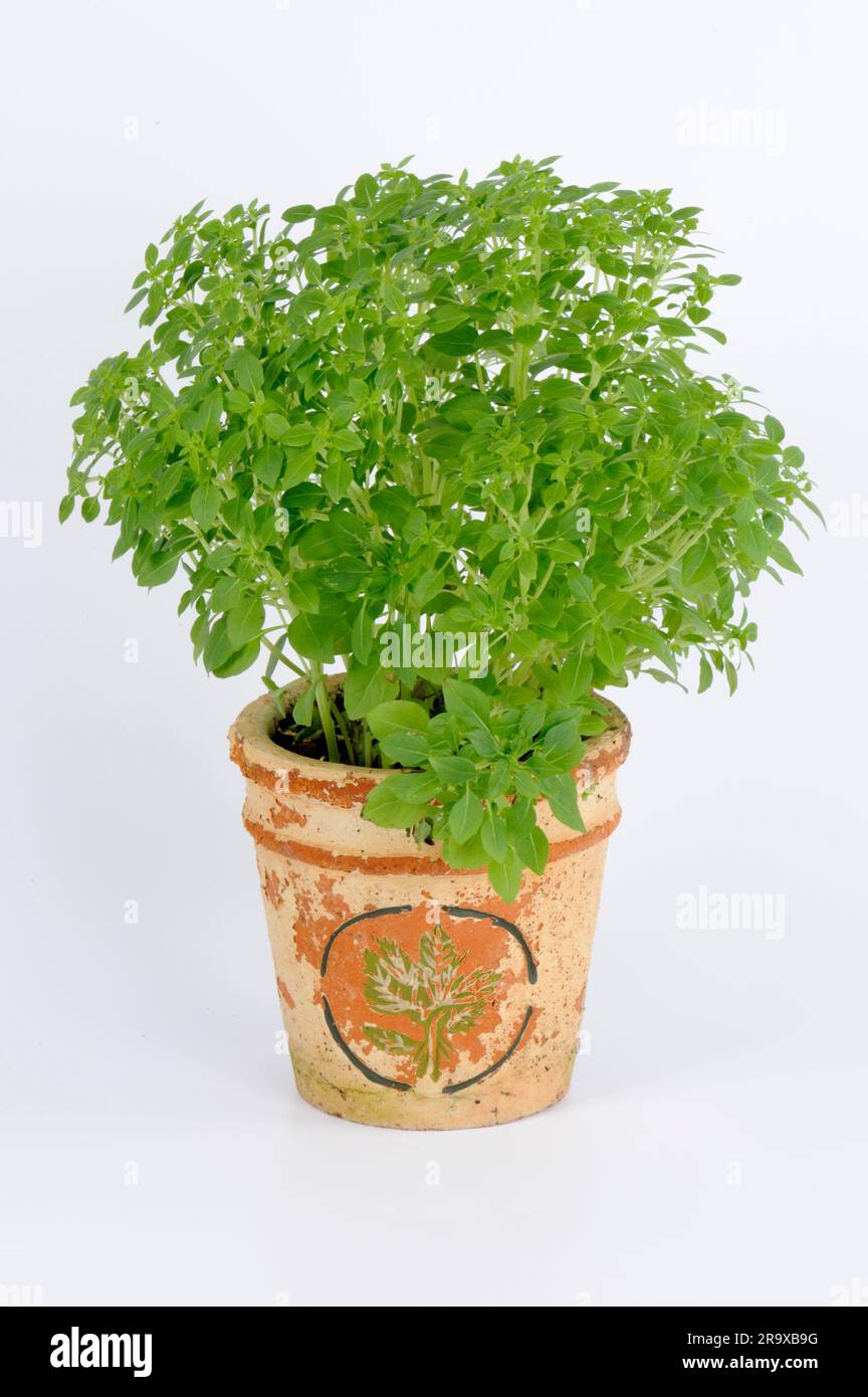 Basil Piccolino (Ocimum ssp Stock Photo - Alamy