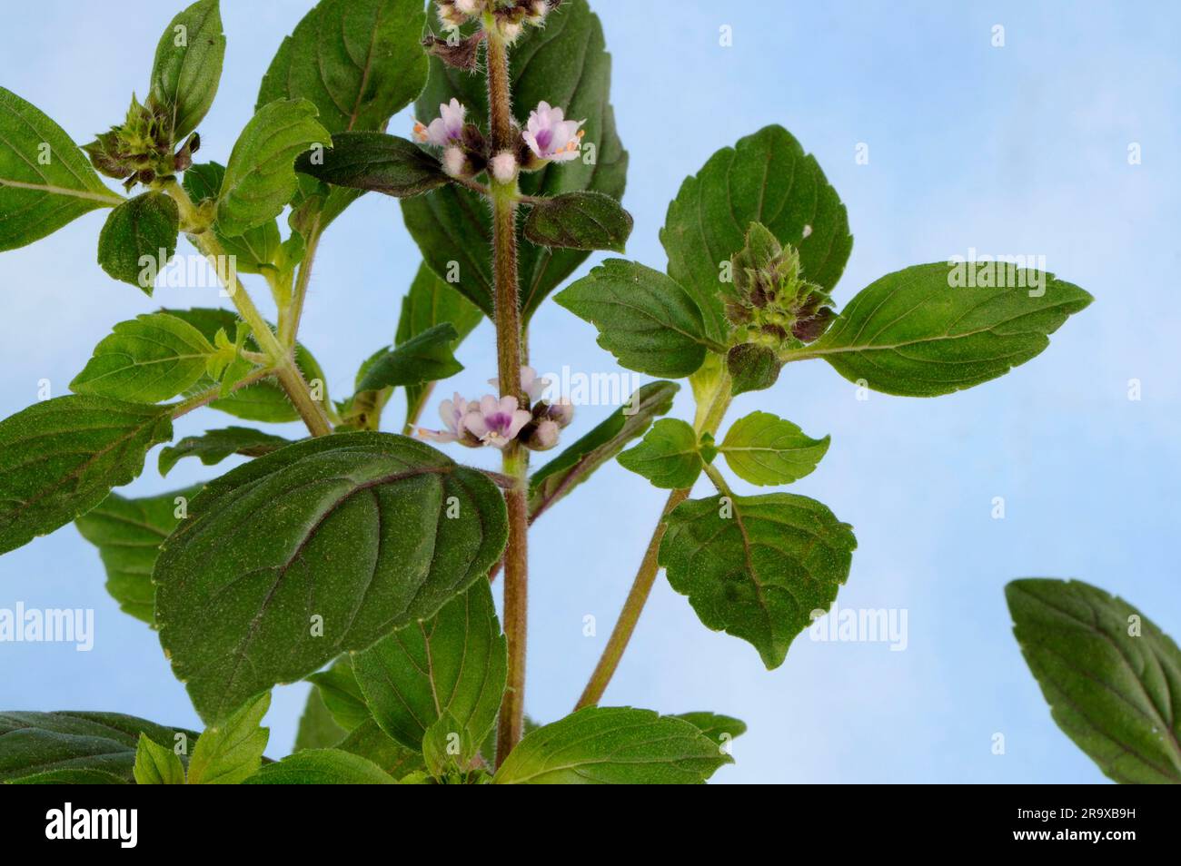 African blue basil hi-res stock photography and images - Alamy