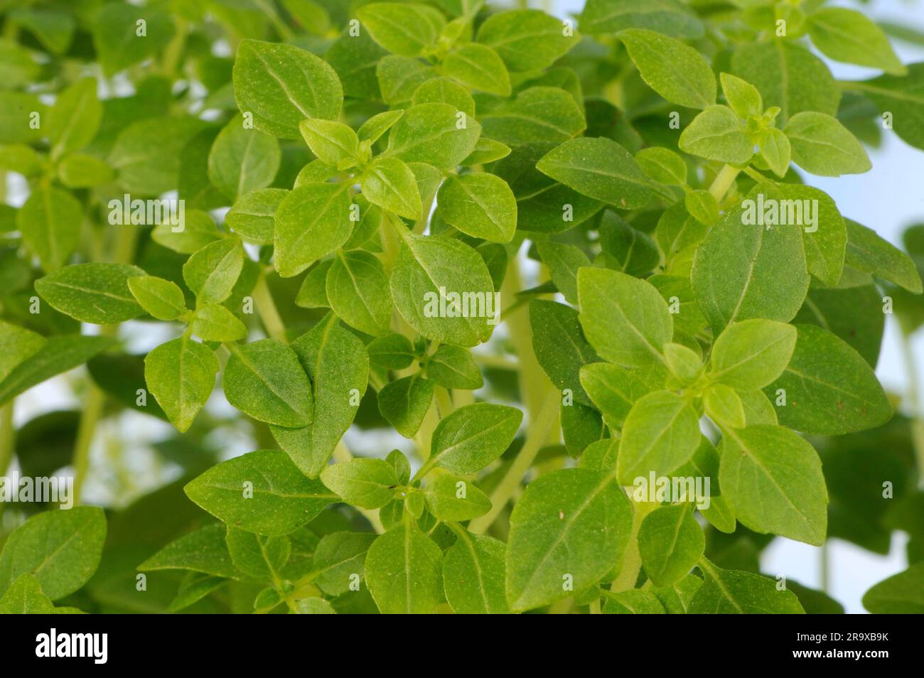 Piccolino hi-res stock photography and images - Alamy