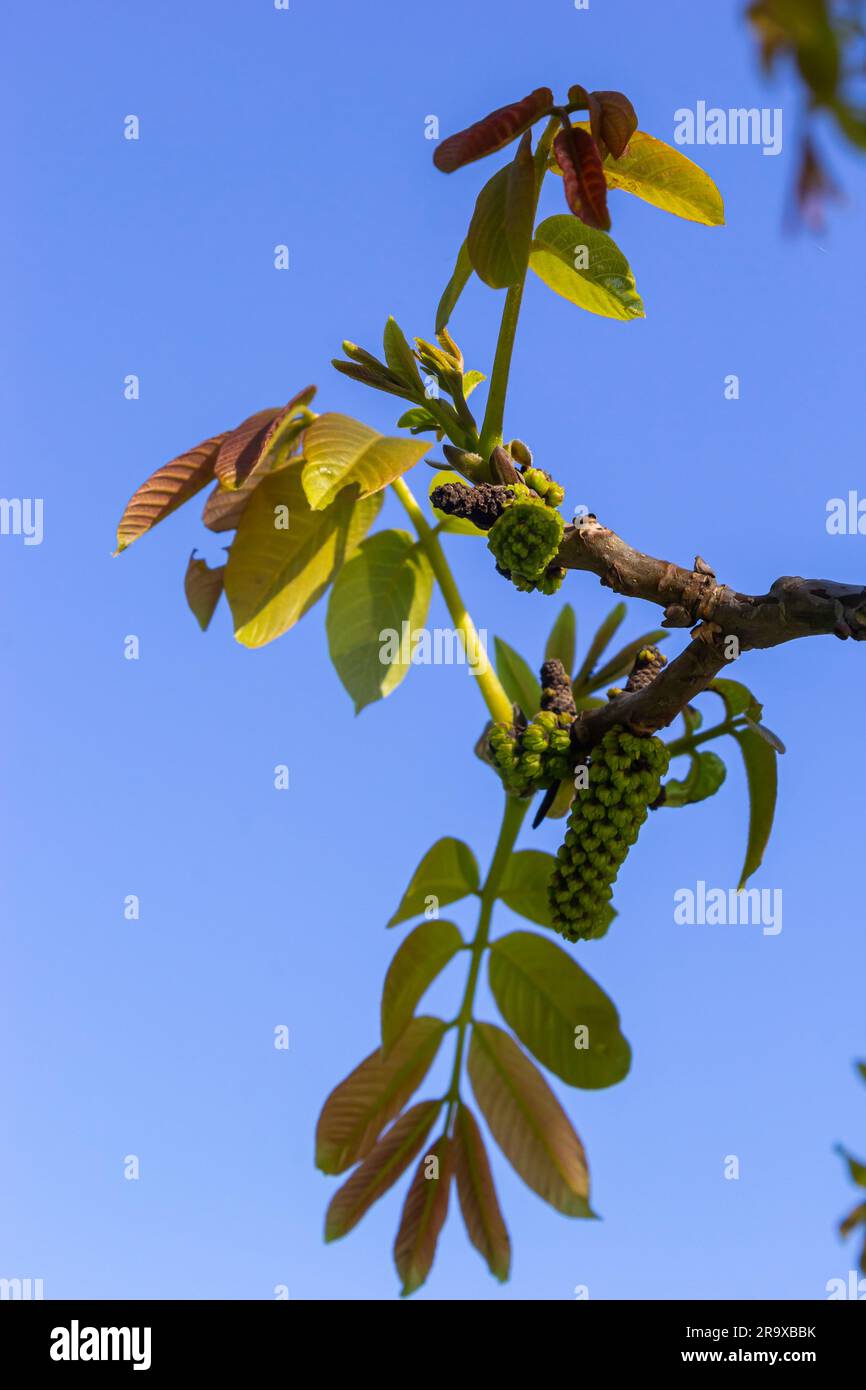 Walnut twig in spring, Walnut tree leaves and catkins close up. Walnut ...