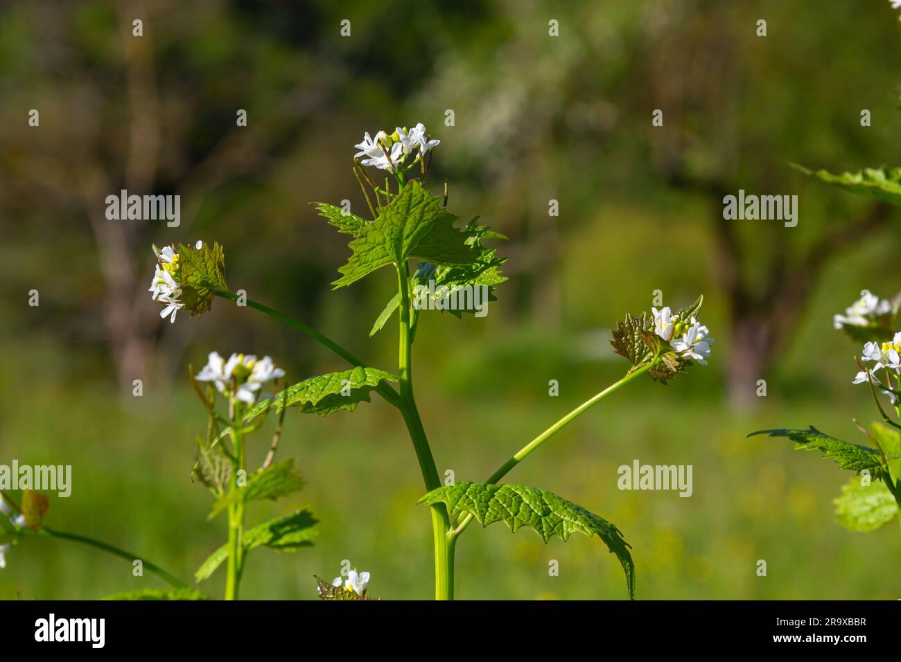 Garlic mustard flowers Alliaria petiolata close up. Alliaria petiolata ...
