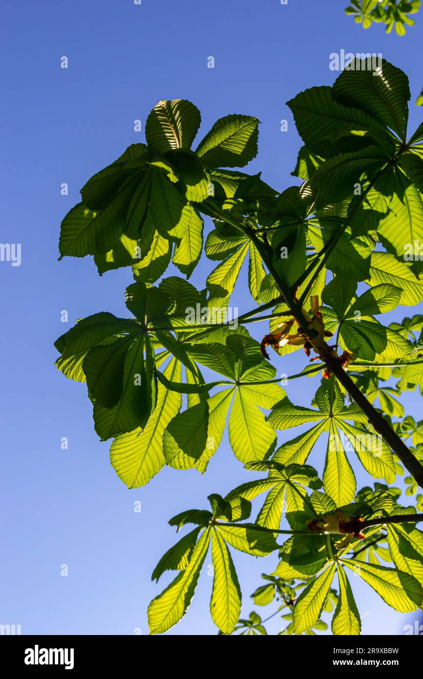 Green Chestnut Leaves in beautiful light. Spring season, spring colors ...