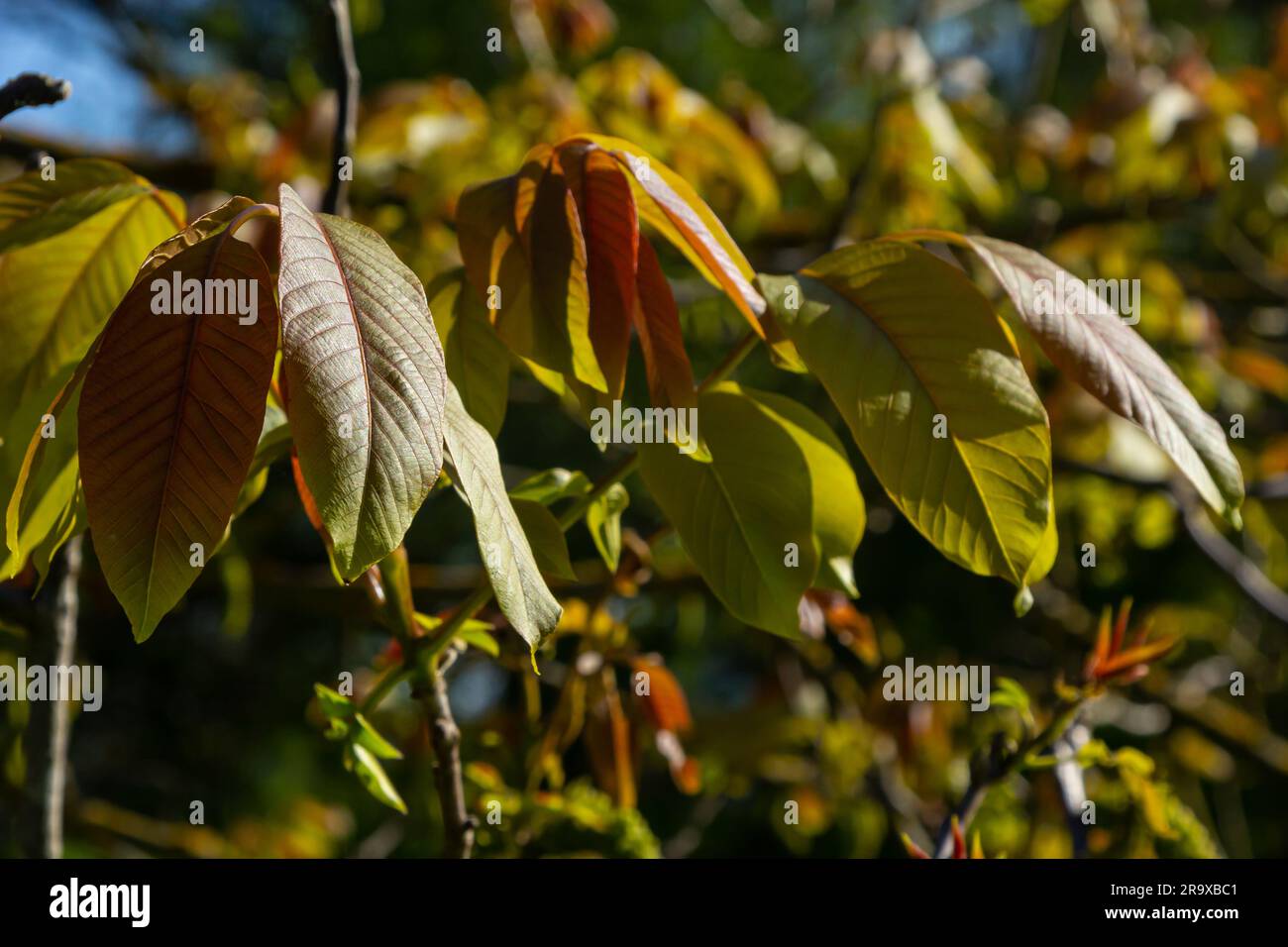 Walnut twig in spring, Walnut tree leaves and catkins close up. Walnut ...