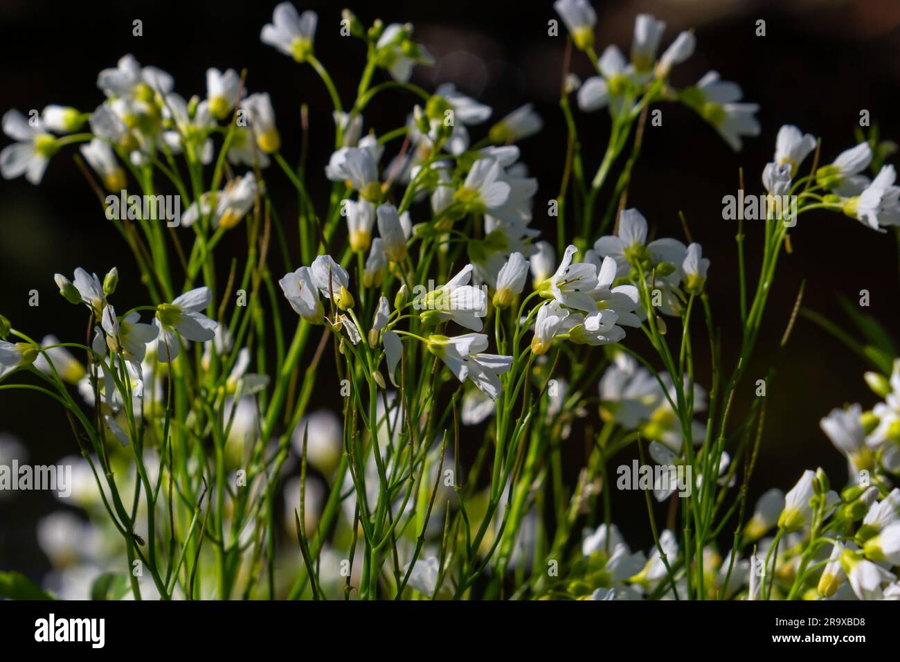 Cardamine amara, known as large bitter-cress. Spring forest. floral ...