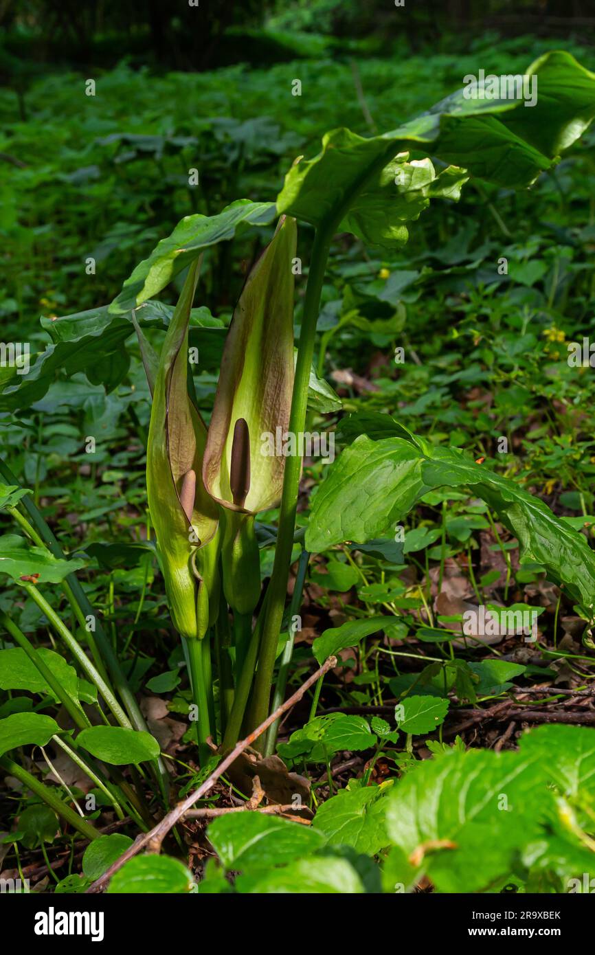 Cuckoopint or Arum maculatum arrow shaped leaf, woodland poisonous ...