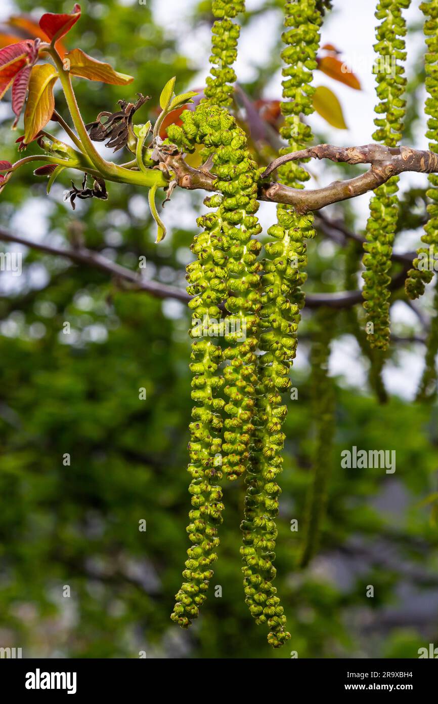 Walnut twig in spring, Walnut tree leaves and catkins close up. Walnut ...