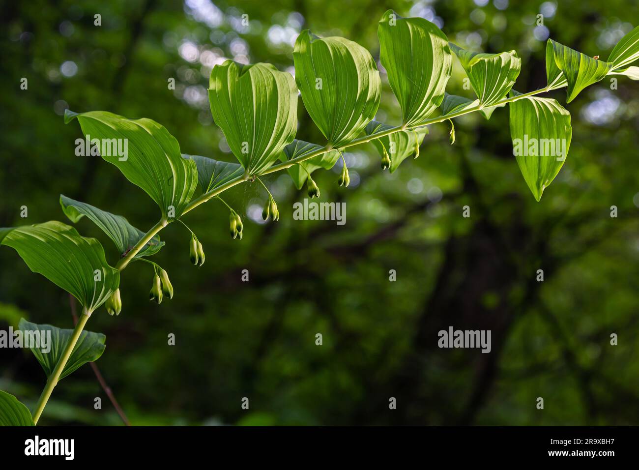 Polygonatum multiflorum, the Solomon's seal, David's harp, ladder-to ...