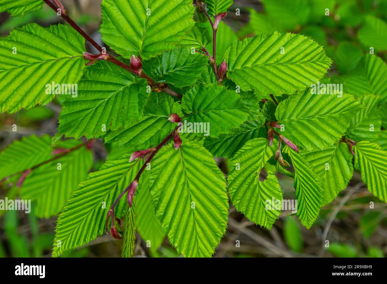 Hornbeam leaf in the sun. Hornbeam tree branch with fresh green leaves ...