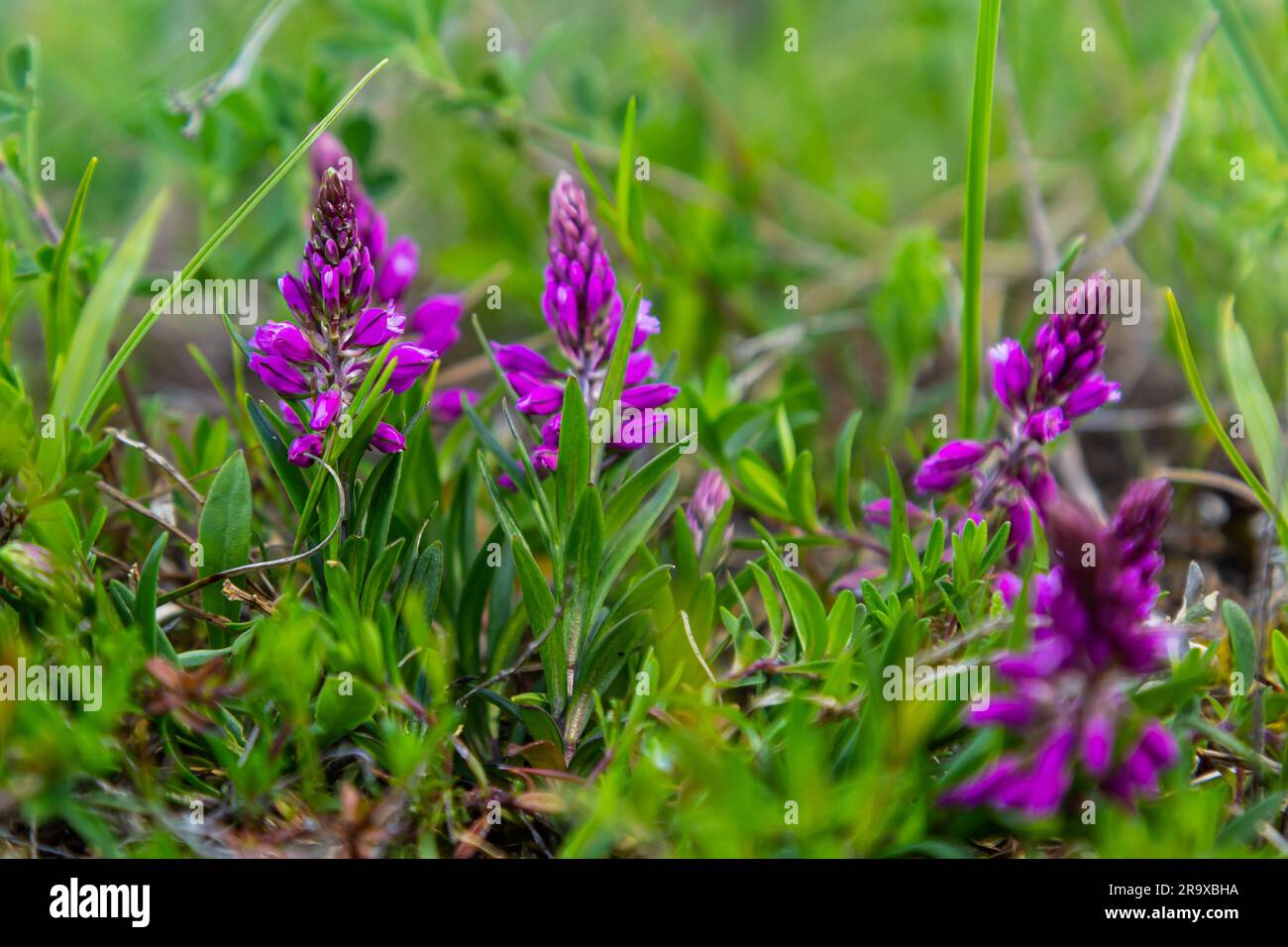 Polygala vulgaris, known as the common milkwort, is a herbaceous ...