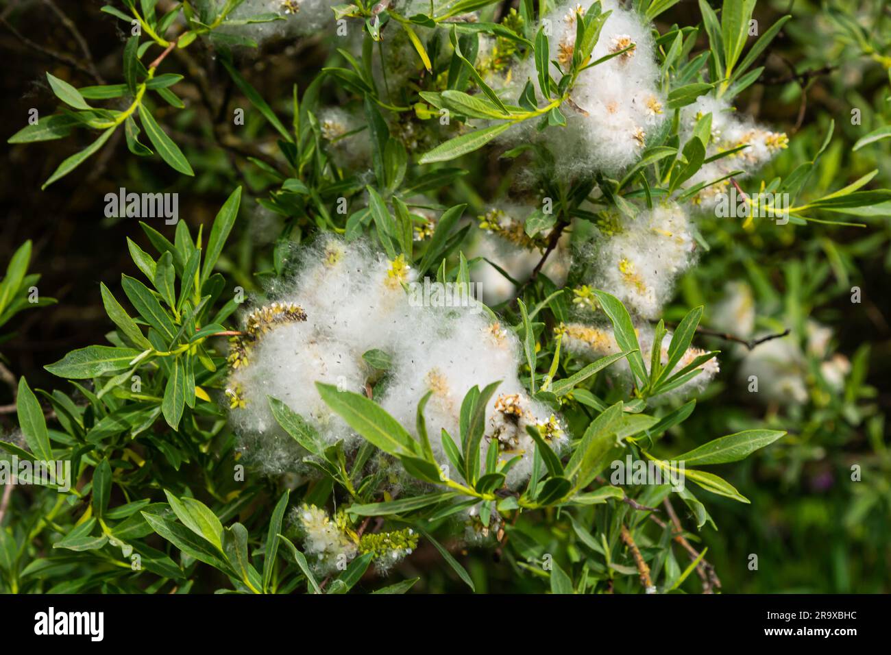Salix atrocinerea. Close-up of a jack salce branch with the mature ...