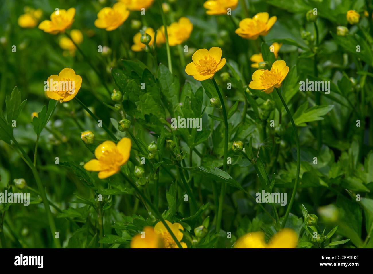 Buttercup family ranunculaceae hi-res stock photography and images - Alamy