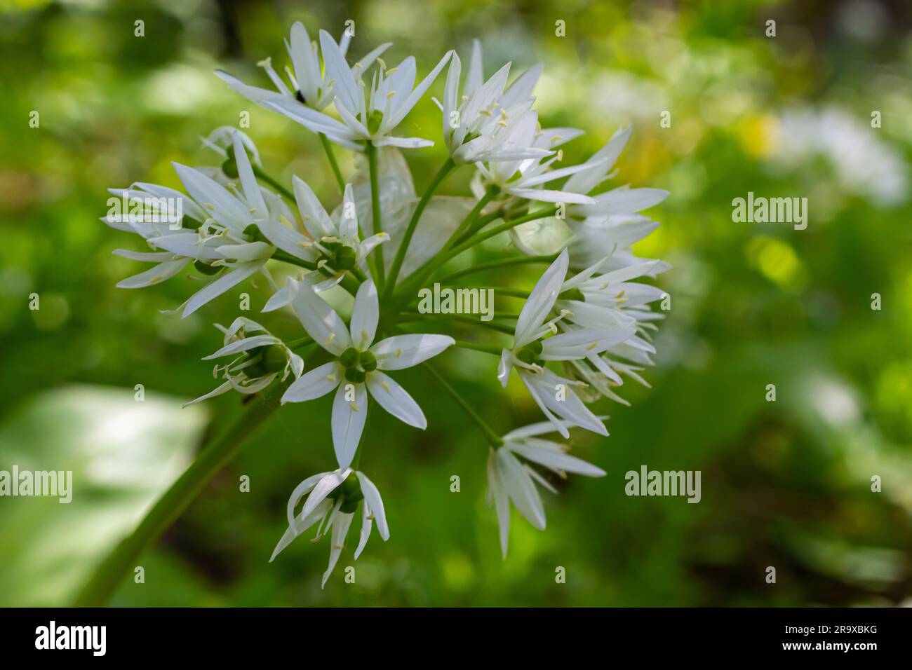 Beautiful blooming white flowers of ramson - wild garlic Allium ursinum ...