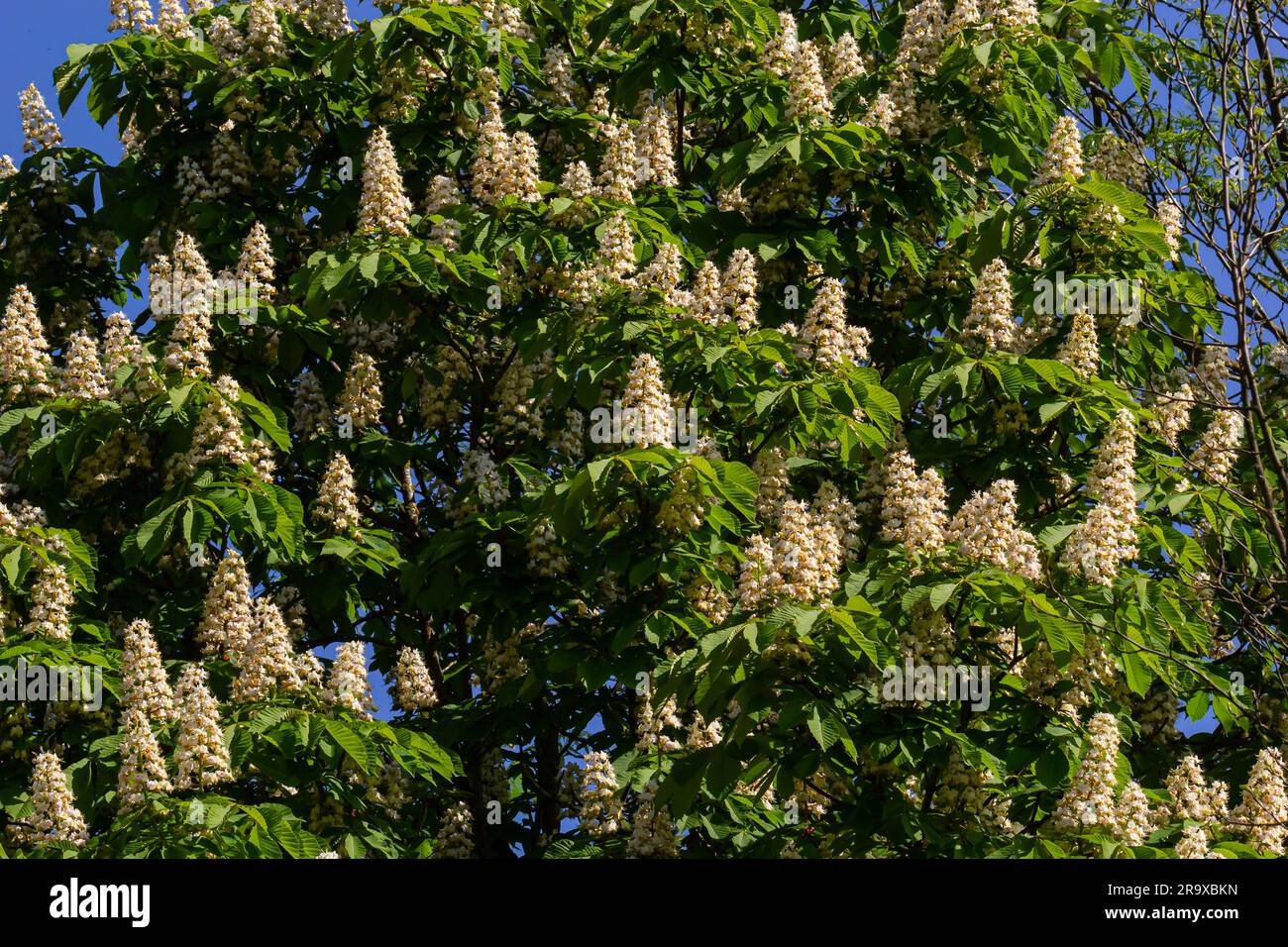 Cluster with white chestnut flowers. White chestnut blossom with tiny tender flowers and green ...