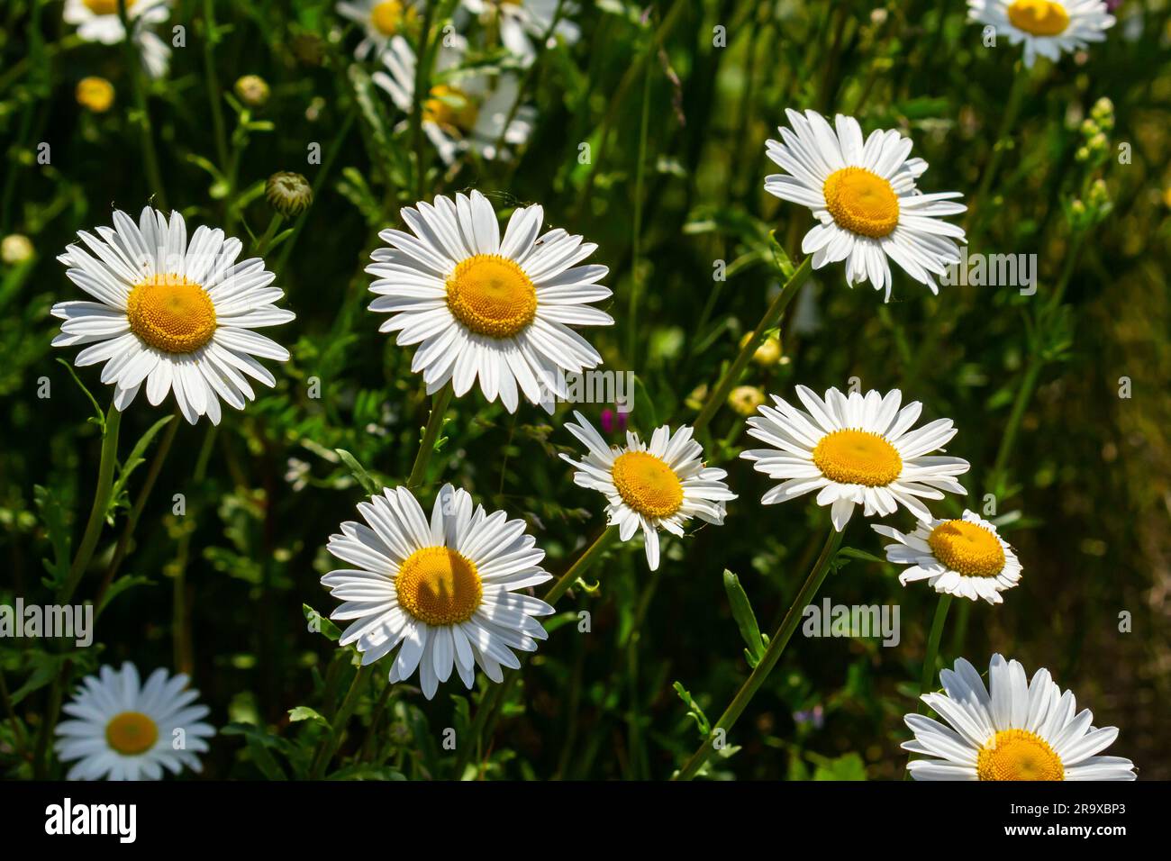 Wild daisy flowers growing on meadow, white chamomiles. Oxeye daisy ...