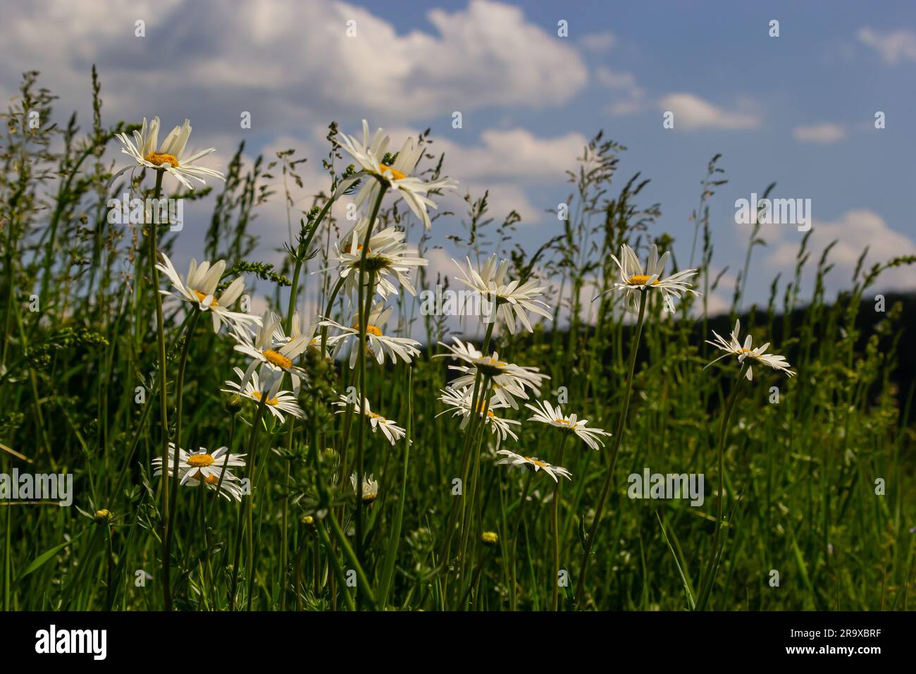 Wild daisy flowers growing on meadow, white chamomiles on blue cloudy ...