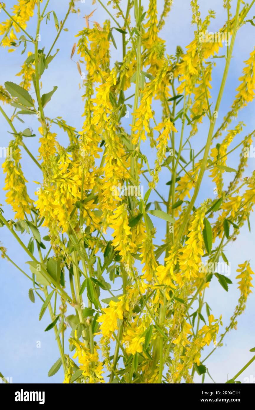 Yellow Sweet Clover (Melilotus officinalis Stock Photo - Alamy
