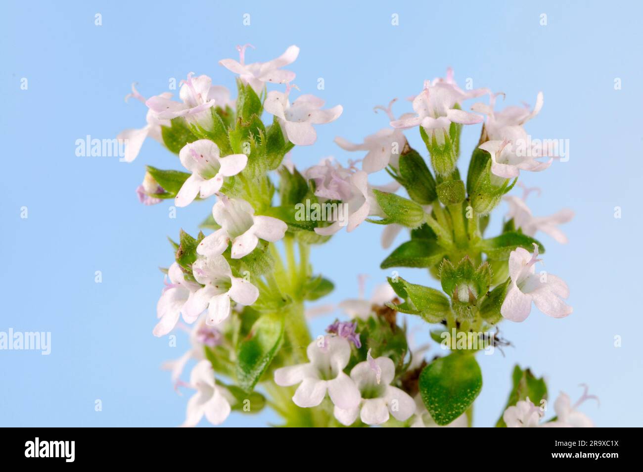 Thyme 'Compactus' (Thymus vulgaris Stock Photo - Alamy