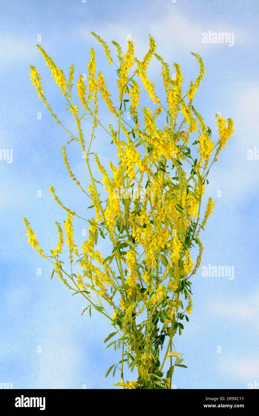 Yellow Sweet Clover (Melilotus officinalis Stock Photo - Alamy