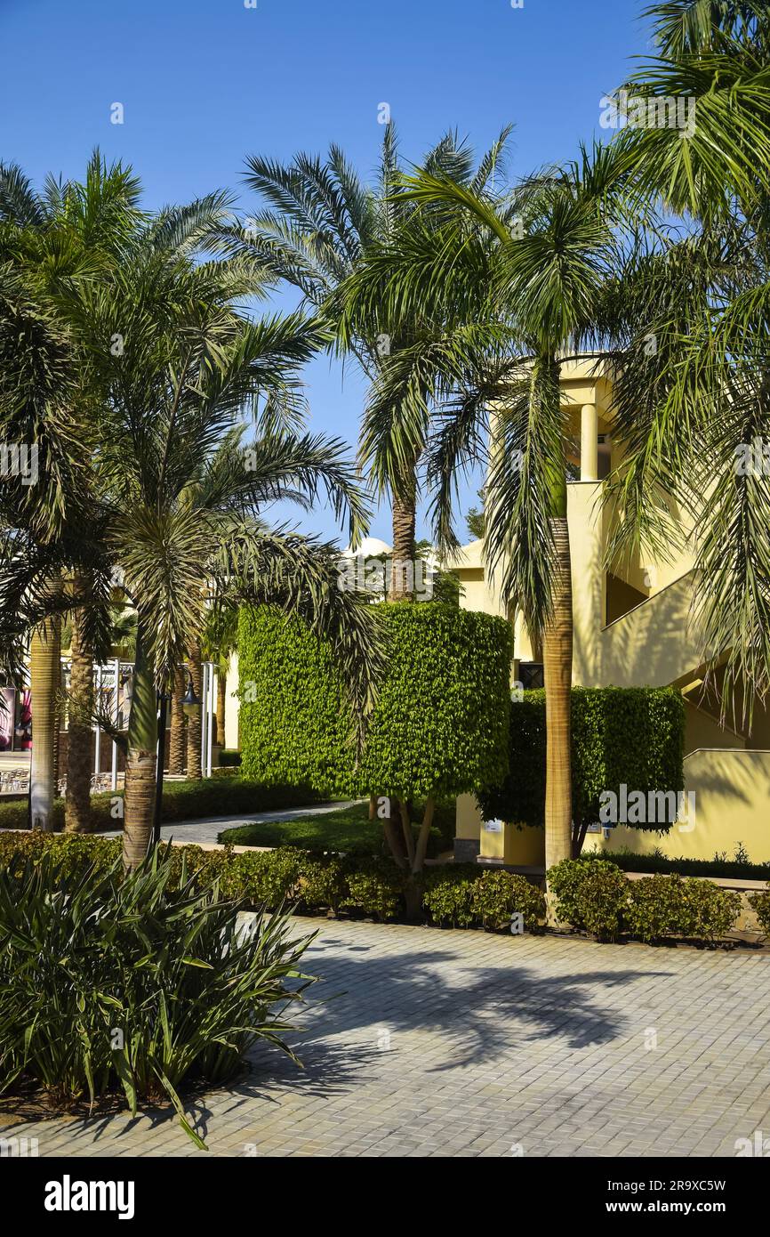 Scenic view with palm trees and buildings in Arabic style. Egypt ...