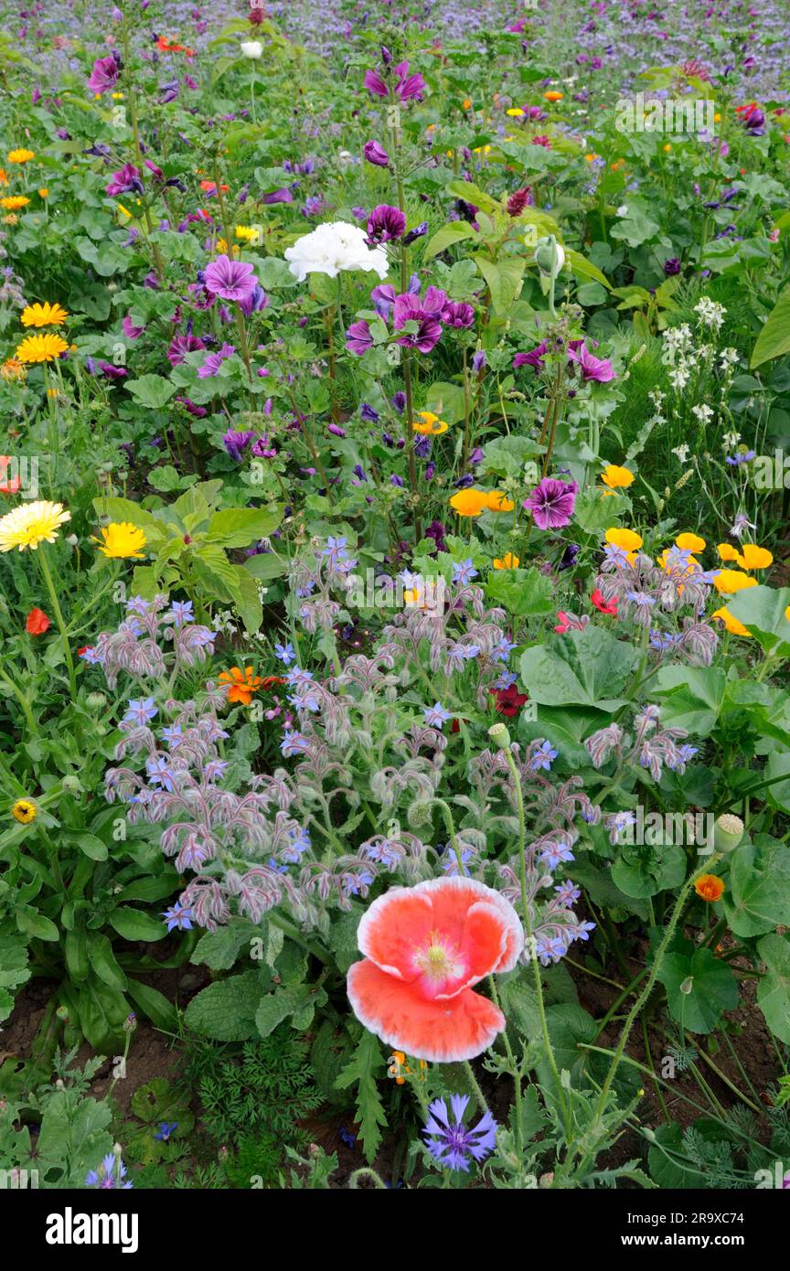 Wild field, set-aside with borage, mallow and marigold, Germany Stock ...