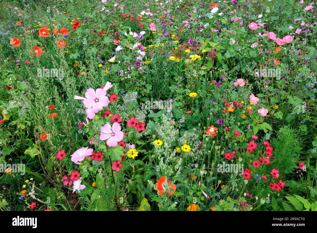 Wild field, set-aside with borage, amaranth, mallow and marigold ...