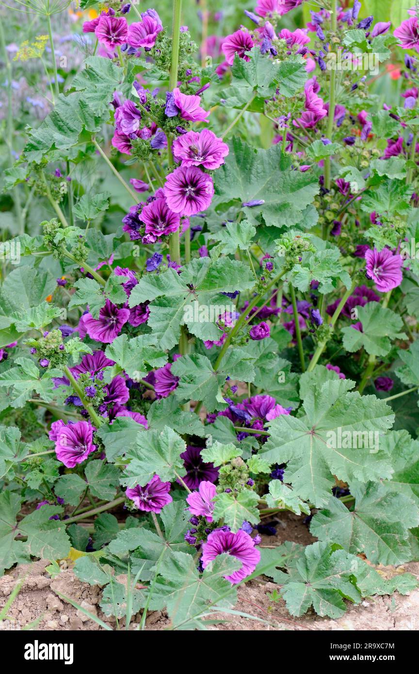 Common mallow (Malva sylvestris Stock Photo - Alamy