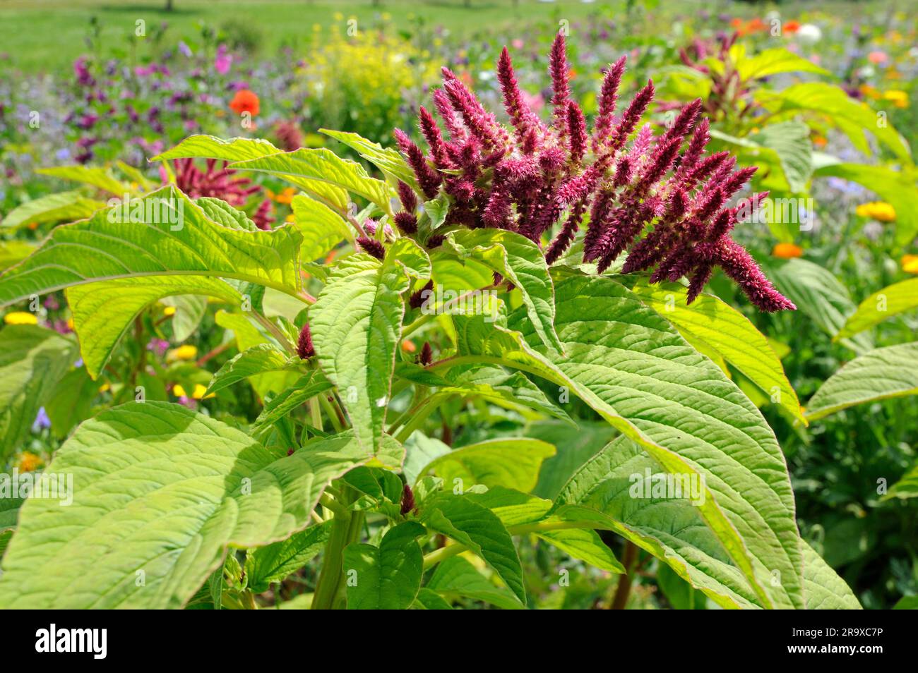 Amaranthaceae plant hi-res stock photography and images - Alamy