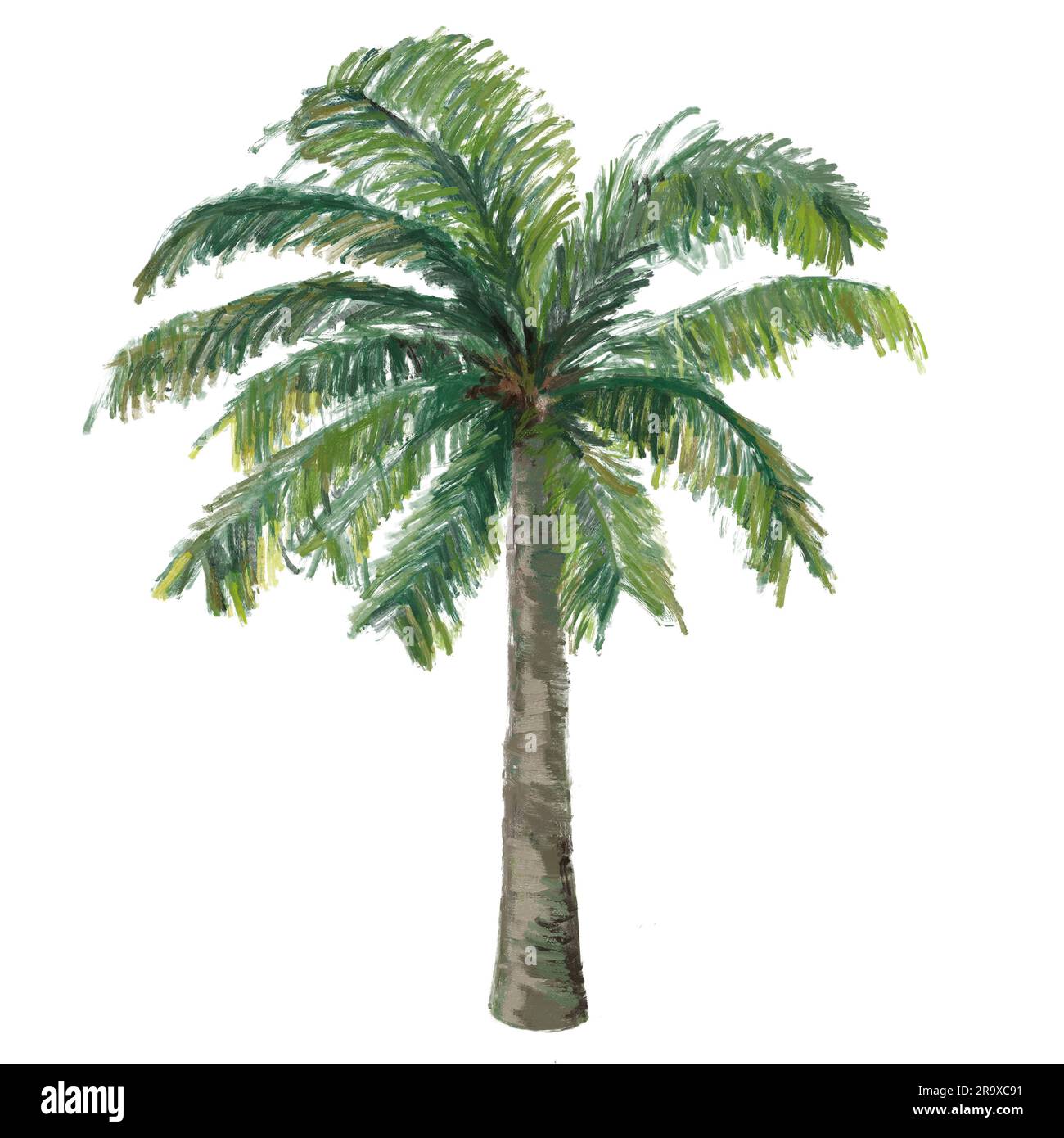 Coconut tree isolated background illustration. Tropical plant. Palm ...