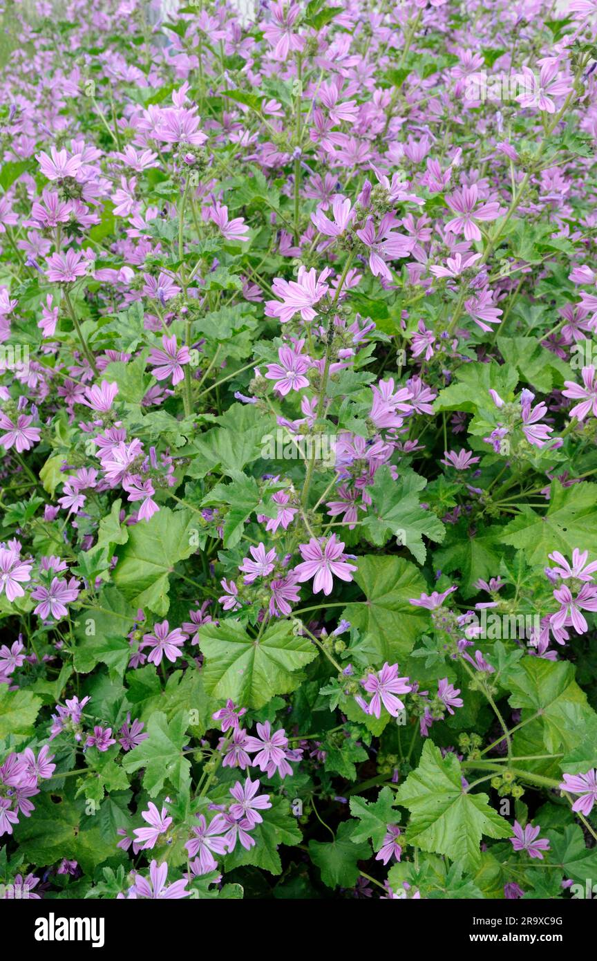 Common mallow (Malva sylvestris), Cheese poplar Stock Photo - Alamy