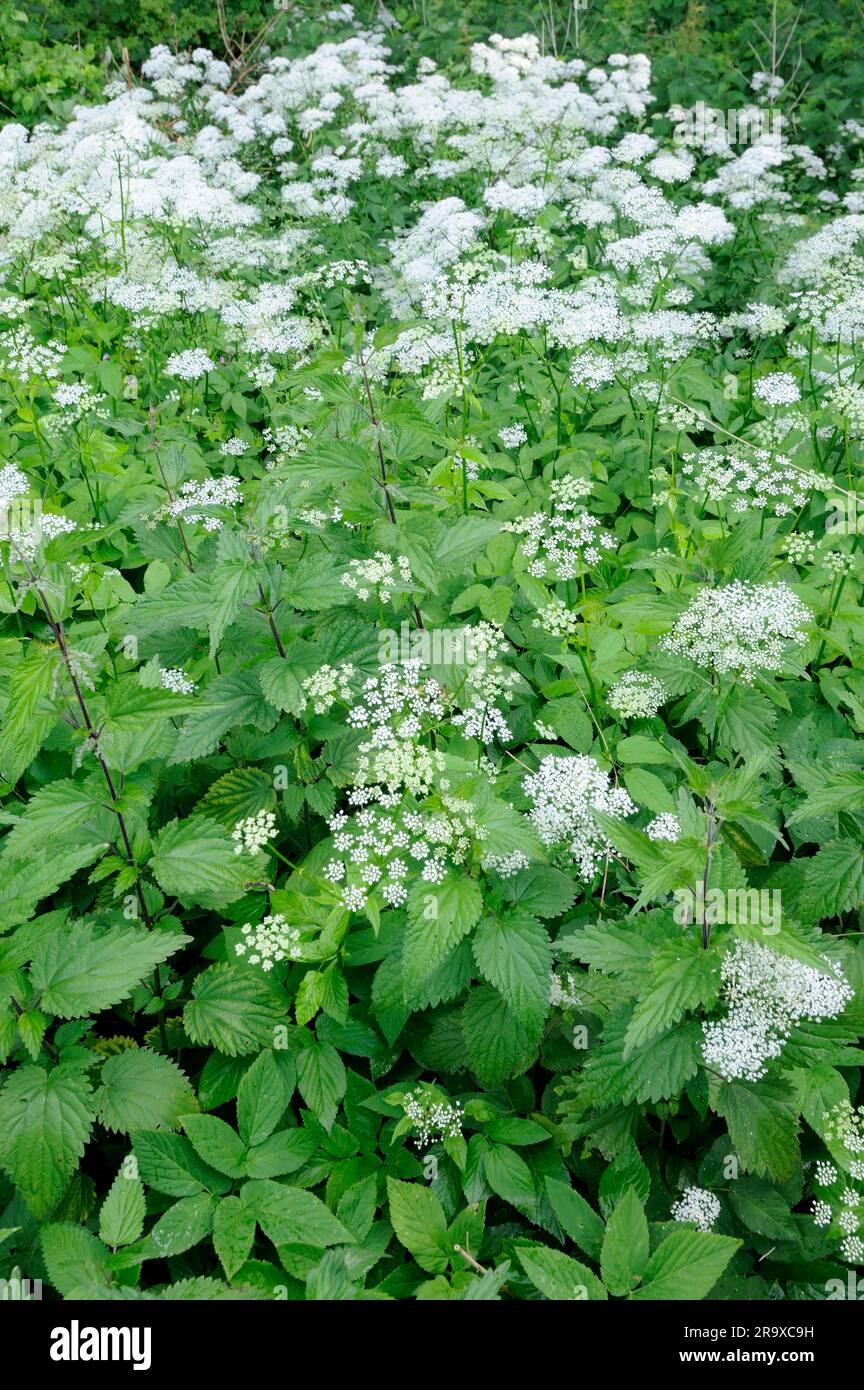 Ground elder, goat's foot, goat's foot, goat weed (Aegopodium ...