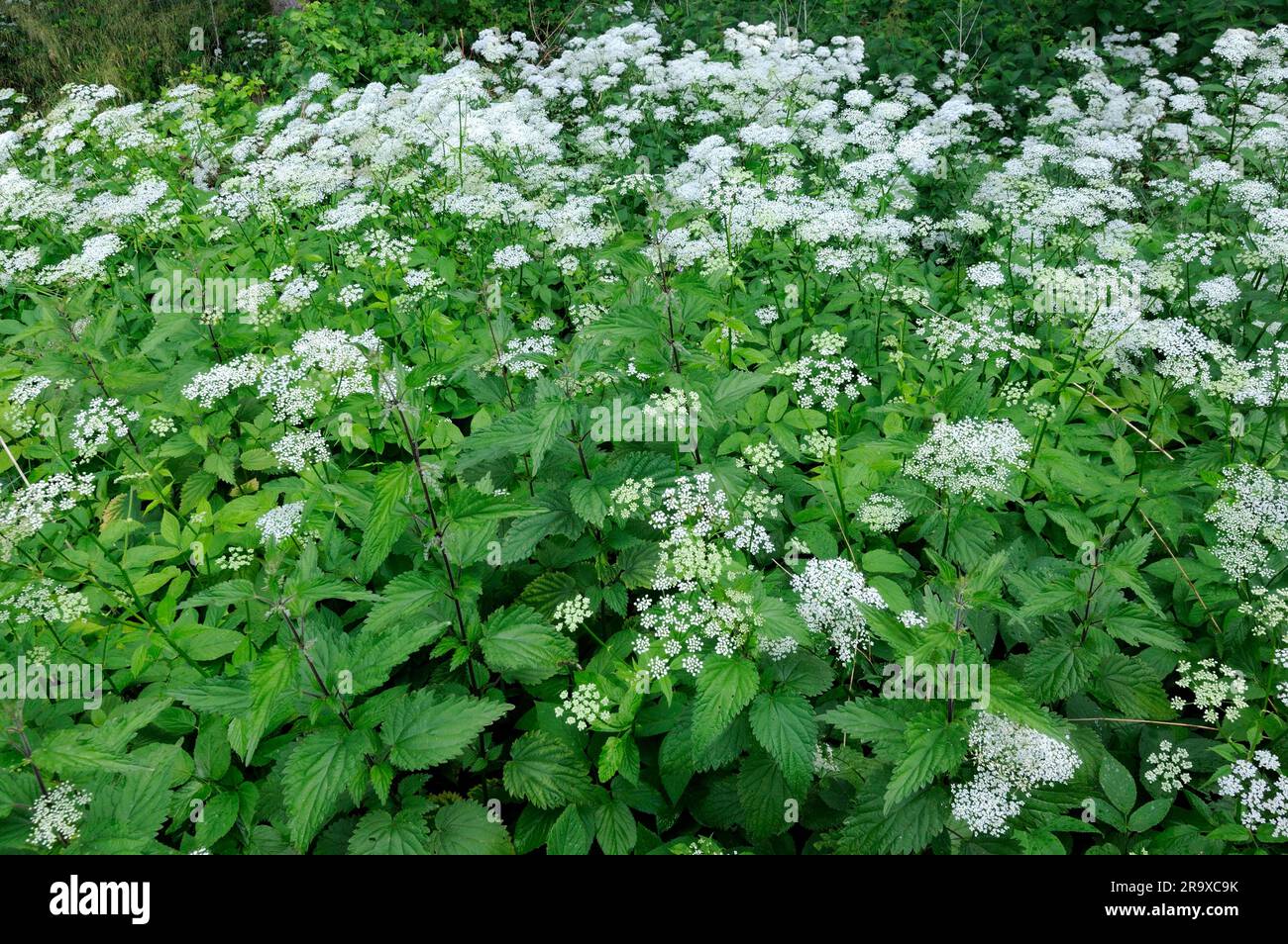 Ground elder, goat's foot, goat's foot, goat weed (Aegopodium ...