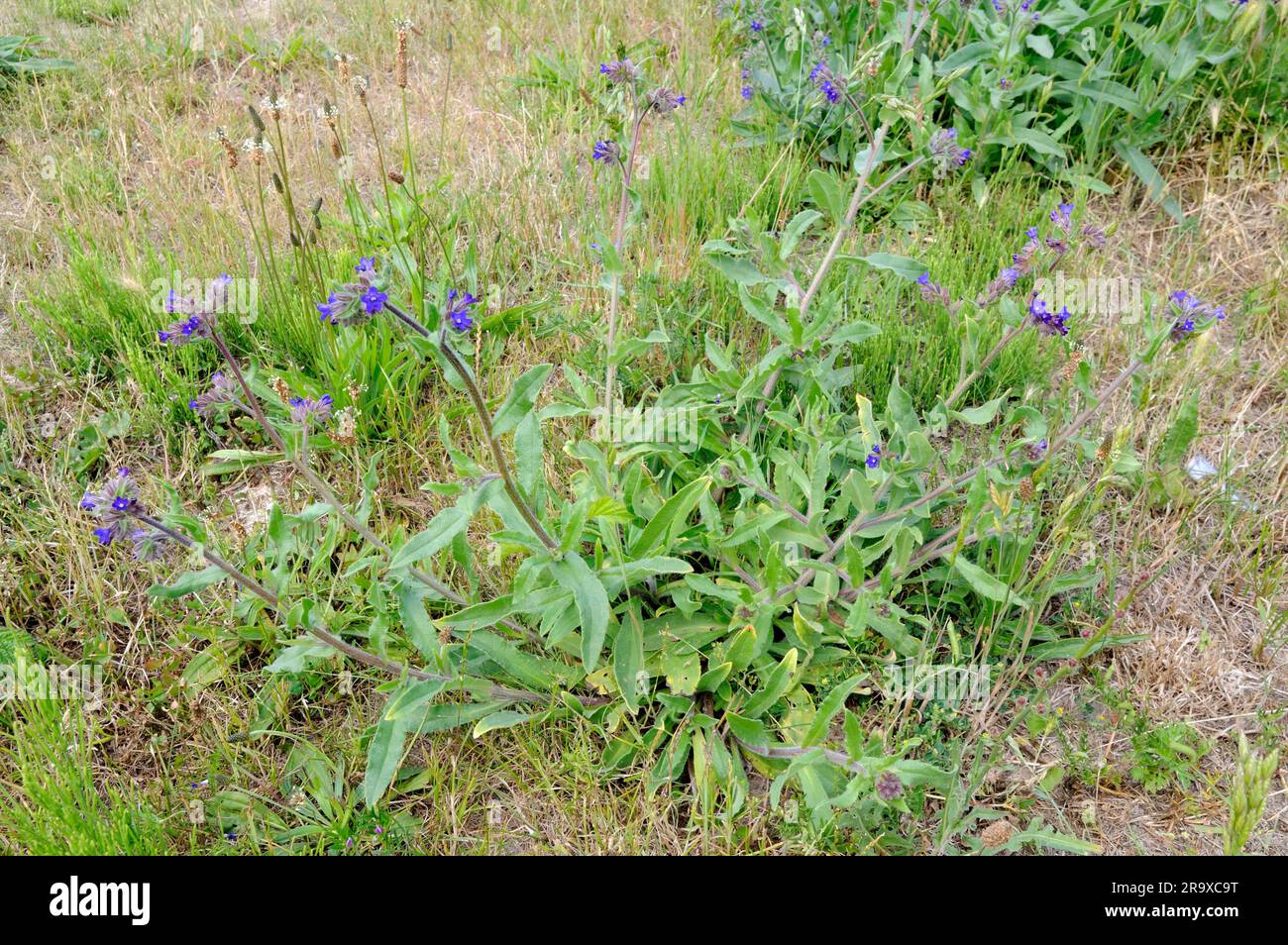 Common bugloss (Anchusa officinalis), common oxeye Stock Photo - Alamy
