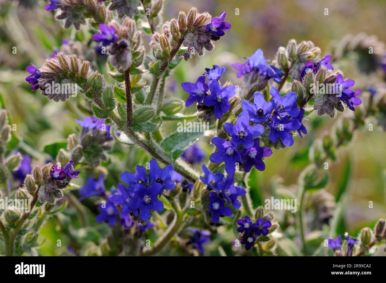 Common bugloss (Anchusa officinalis), common oxeye Stock Photo - Alamy