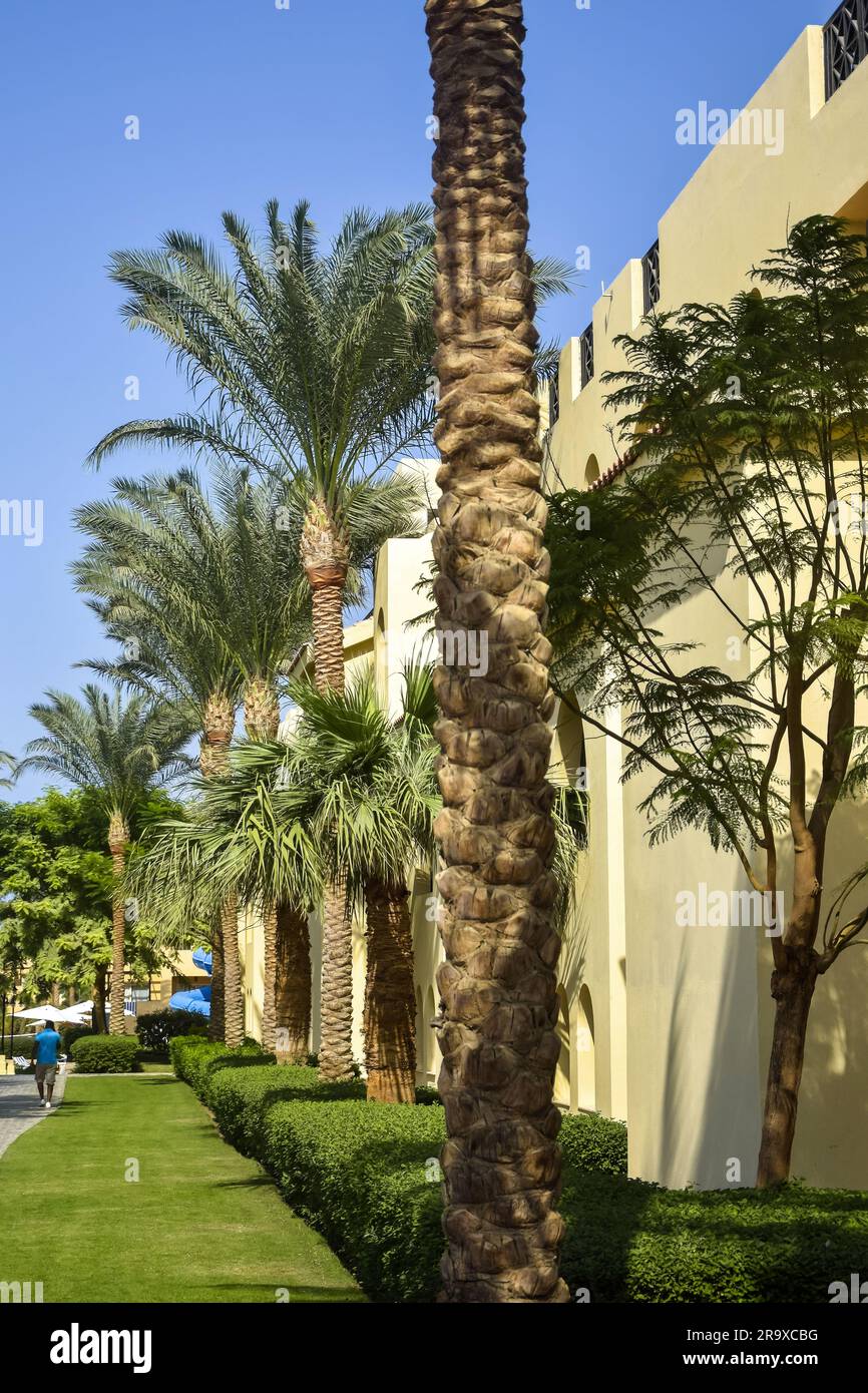 Scenic view with palm trees and buildings in Arabic style. Egypt ...
