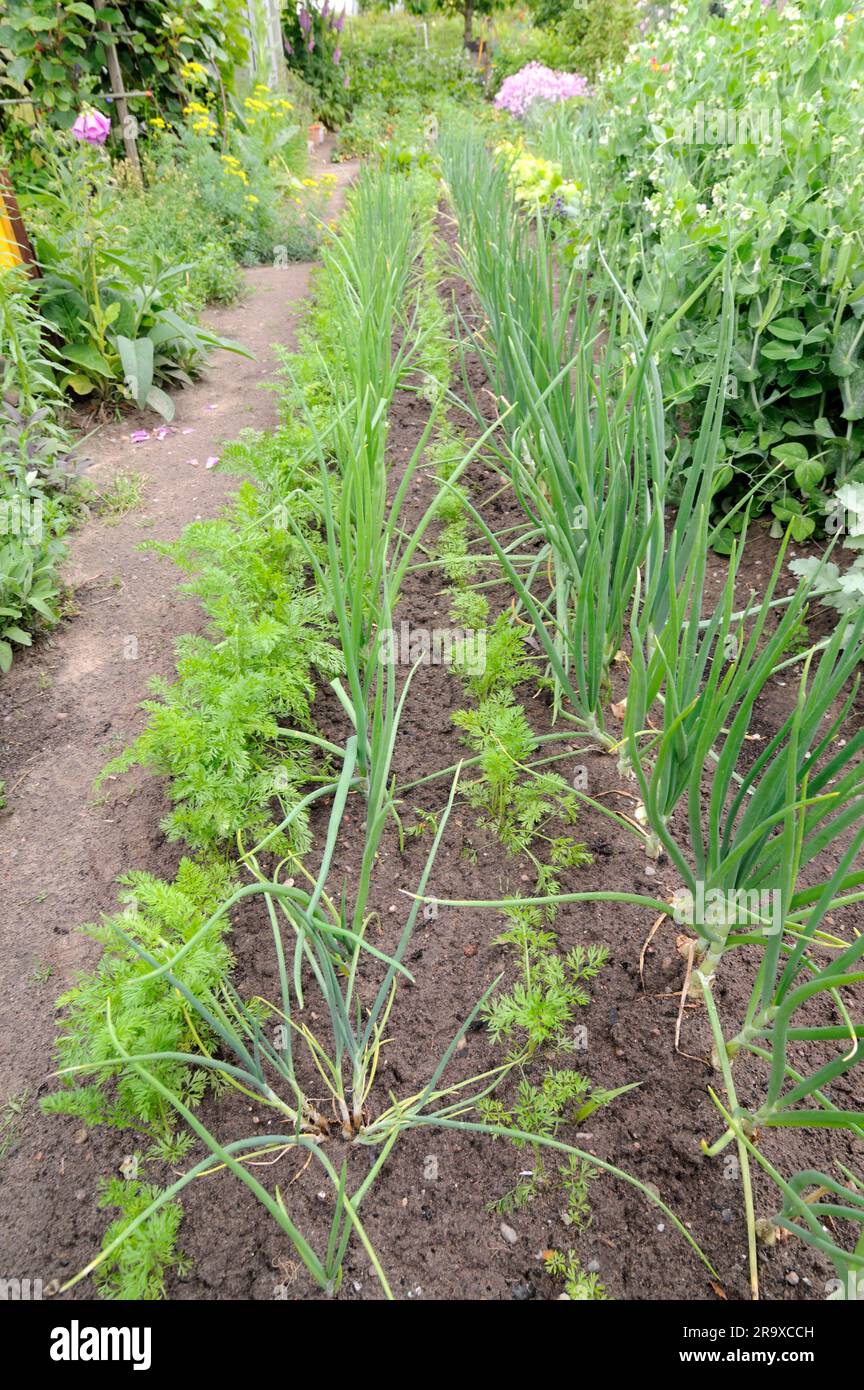 Allotment garden and germany hi-res stock photography and images - Alamy
