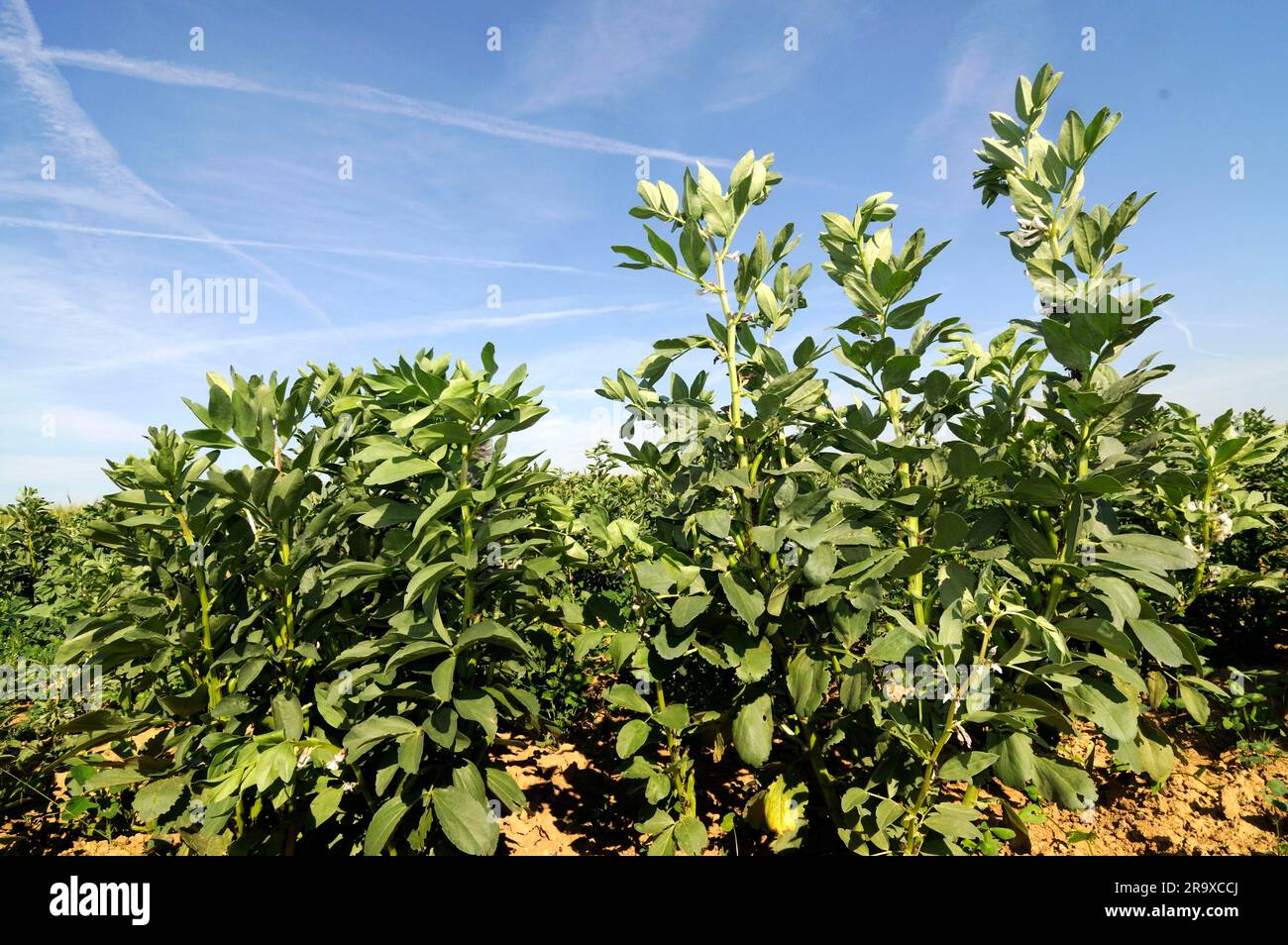 Broad bean, field bean, broad bean (Vicia faba), horse bean Stock Photo ...