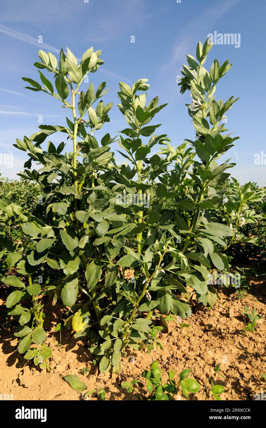 Broad bean, field bean, broad bean (Vicia faba), horse bean Stock Photo ...