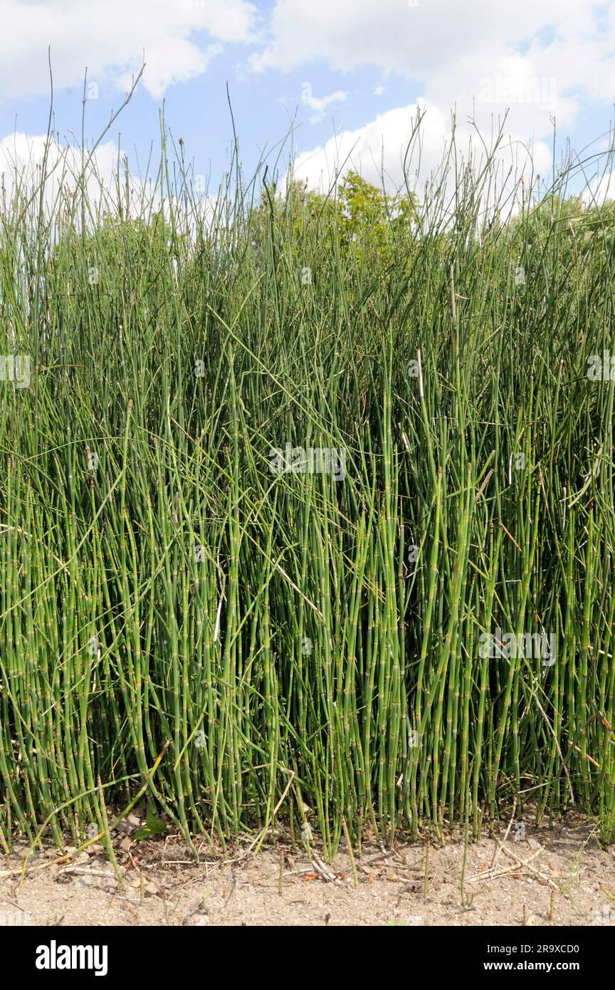 Rough horsetail equisetum hyemale hi-res stock photography and images ...
