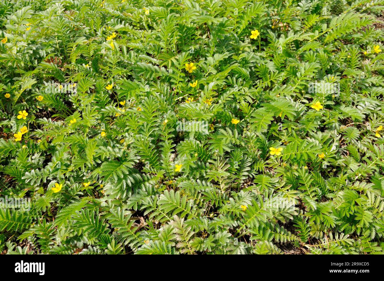 Silverweed (Potentilla anserina), Goose cinquefoil Stock Photo - Alamy
