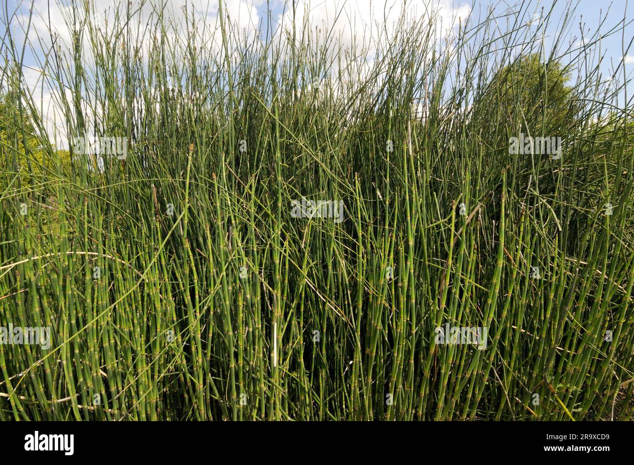Rough Horsetail (Equisetum hyemale Stock Photo - Alamy