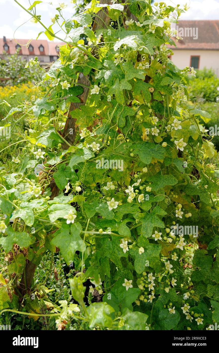 Red bryony (Bryonia cretica) (Bryonia dioica), false mandrake ...