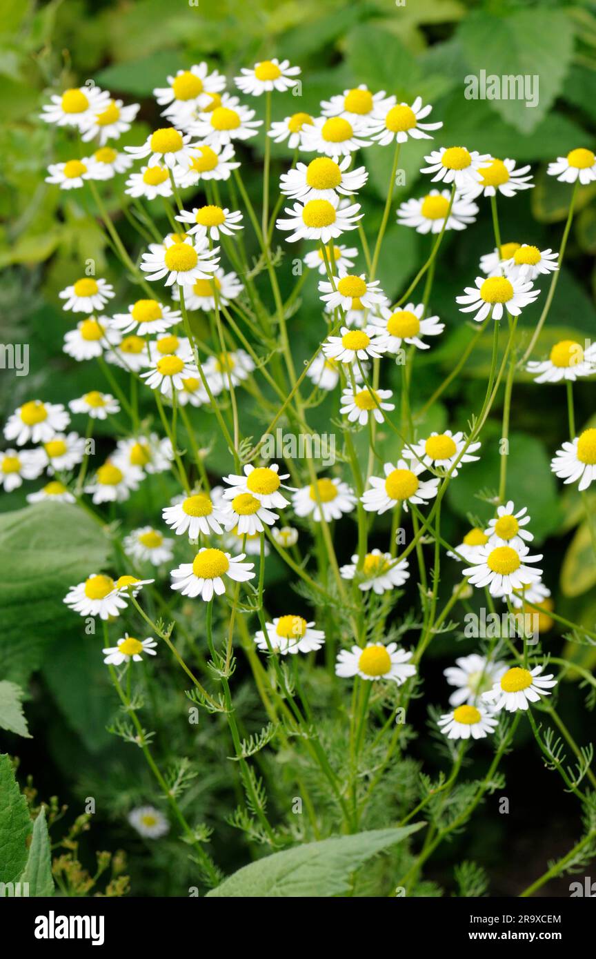 Fragrant weed (Matricaria chamomilla) (Matricaria recutita Stock Photo ...